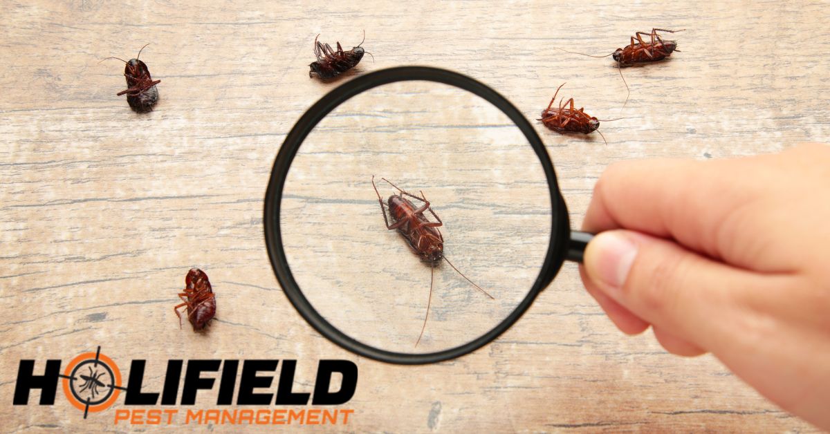 Understanding Common Household Pests: A Guide to Identifying and ...