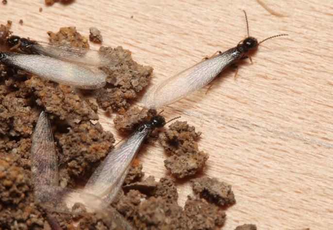 Termites are Swarming – What should you do?
